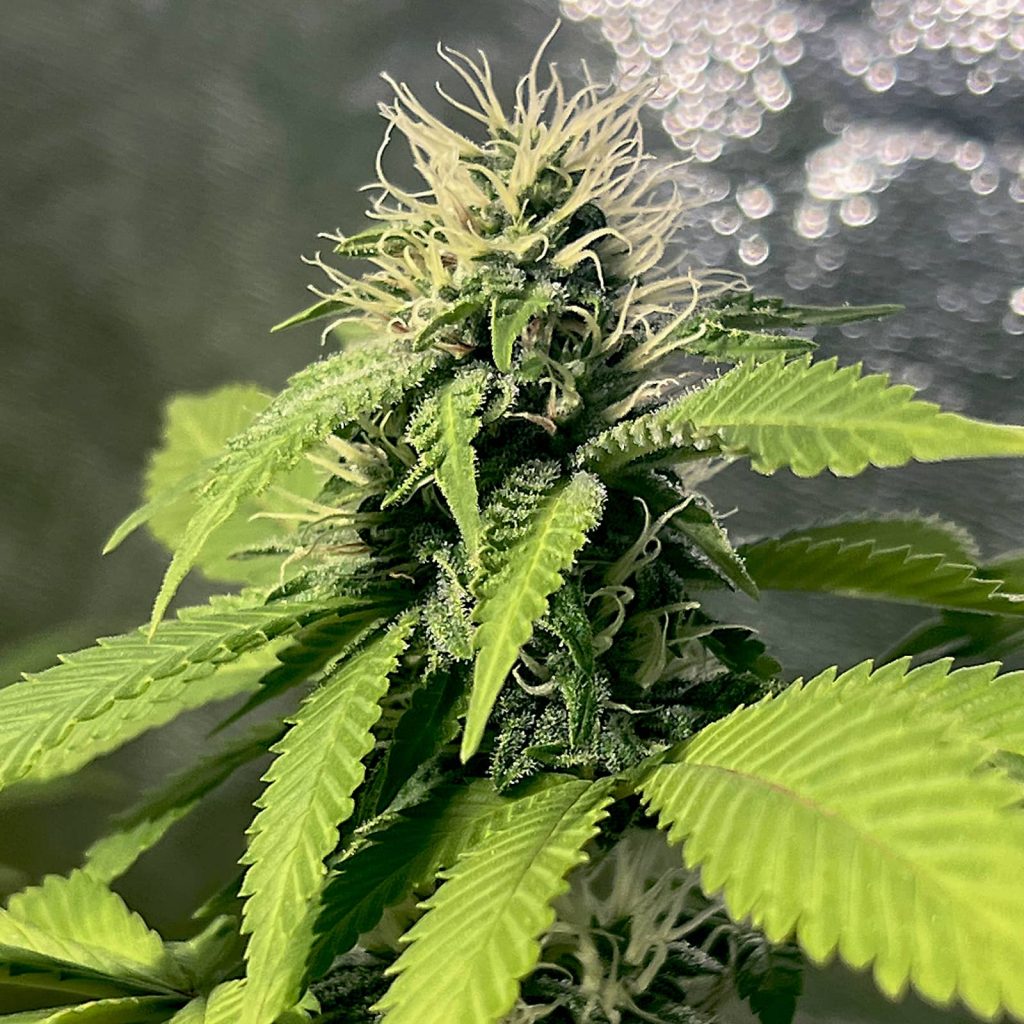 Bulk Grapefruit Seeds Bulk Genetics bulk-grapefruit-seeds-bulk-genetics