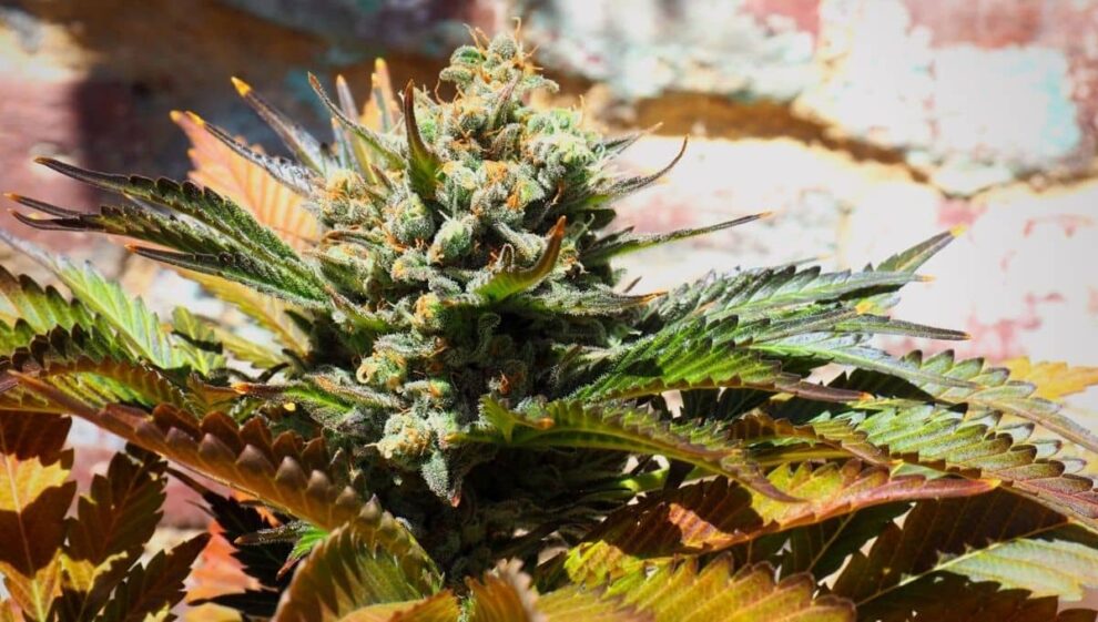 Cannabis Indica ???? Origine, Caractéristiques, Types, Effets