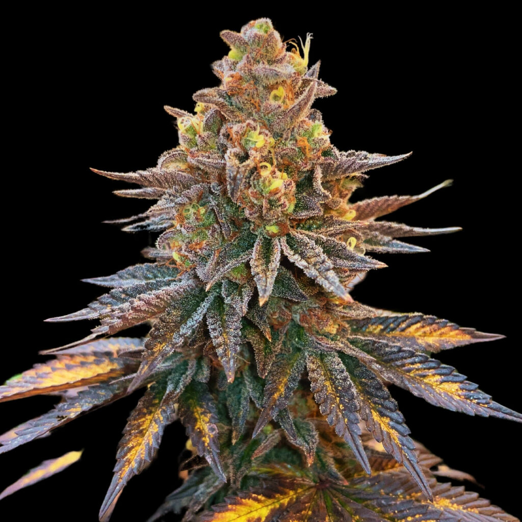 Banana Hammock Strain, Discover its Tropical Flavor!